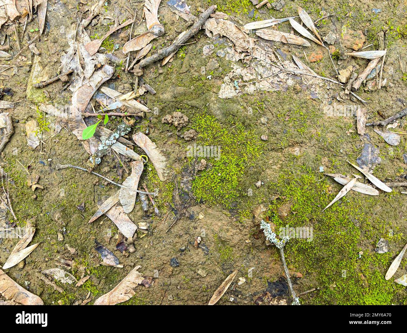 Part of the ground area with a moss and grass. leaves and moss texture ...