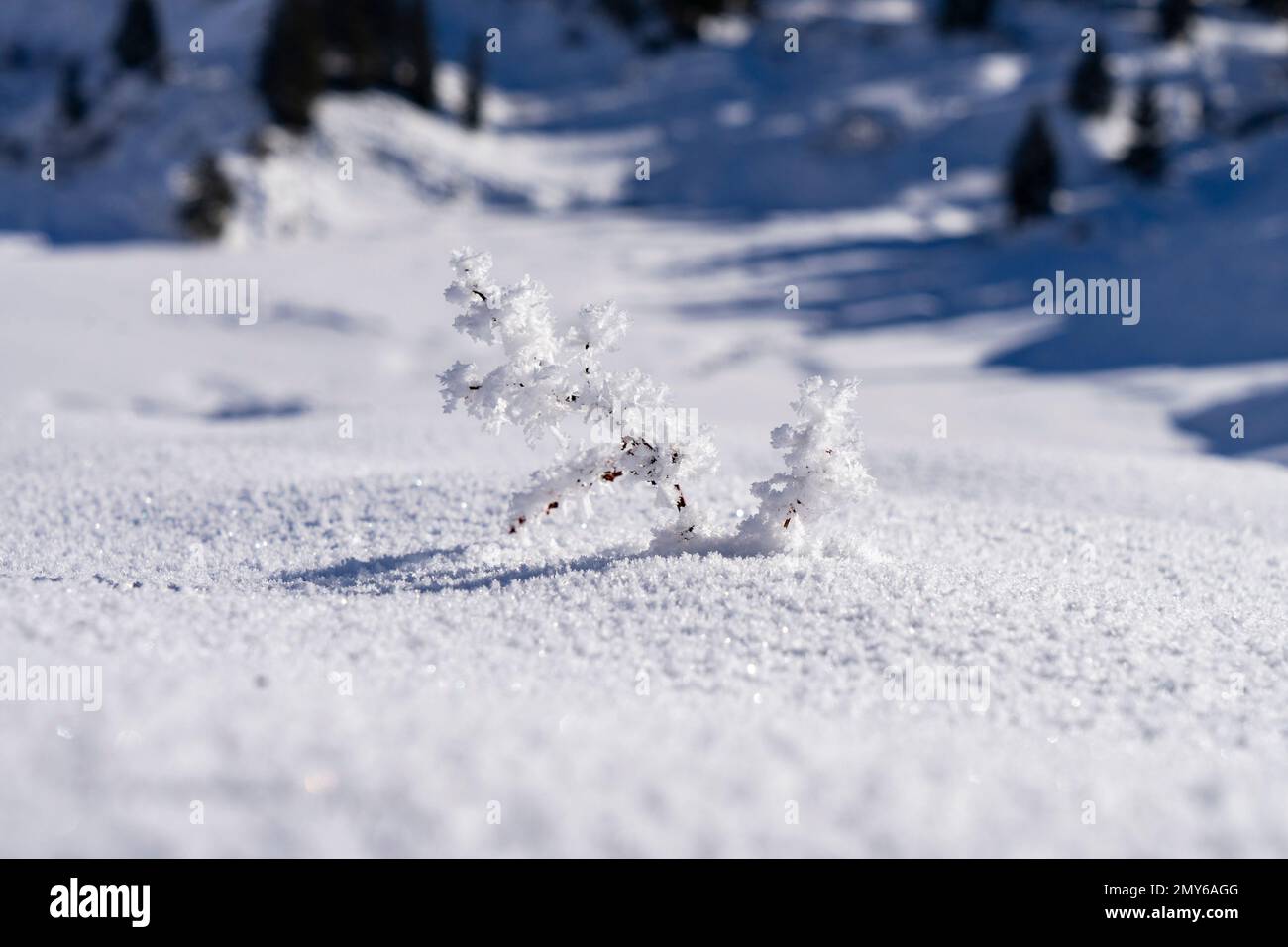 Detail in nature covered by the first snow of the year Stock Photo - Alamy