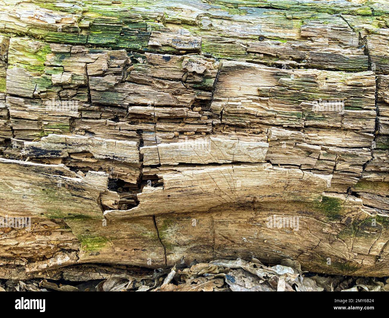 Bark pattern is seamless texture from tree. For background wood work ...