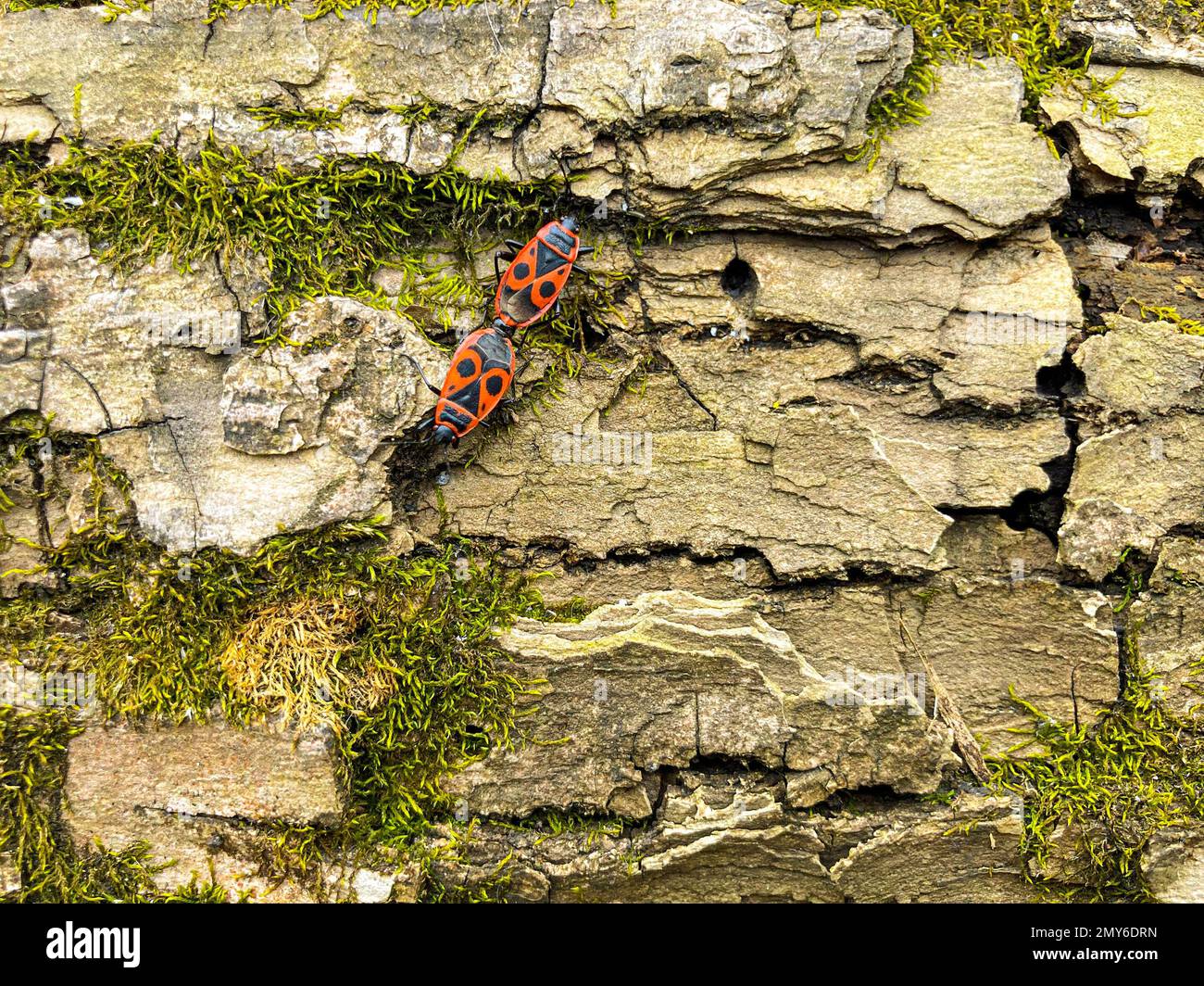 Two firebug, Pyrrhocoris apterus tandem formation when mating on wood ...