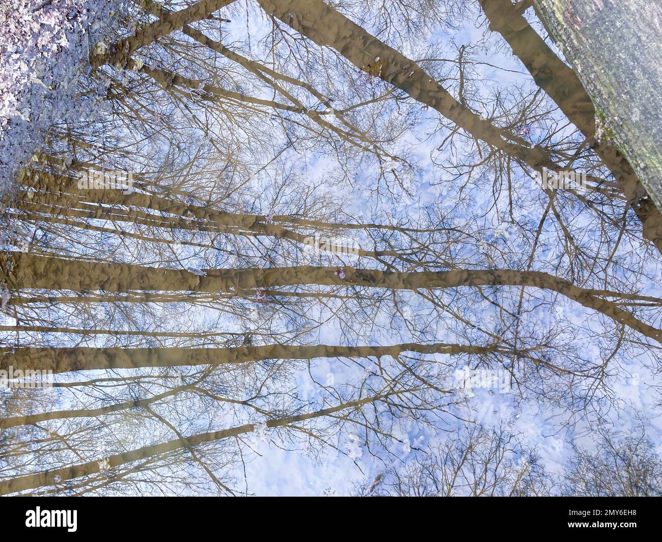 Trees reflected in a flowing river. Reflection of trees in water with ...