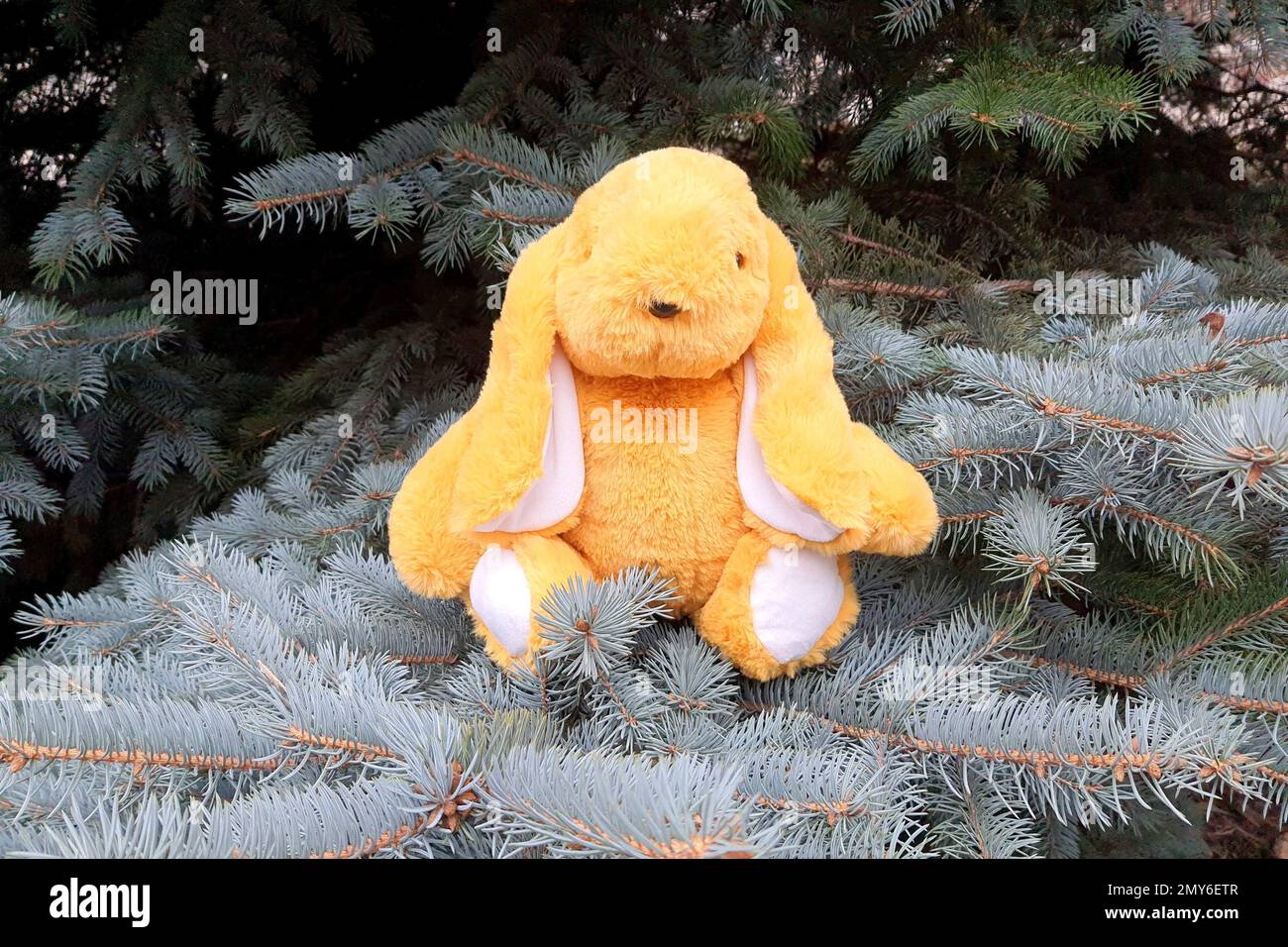 Yellow rabbit, symbol of 2023, sits on tree branch in forest Stock ...