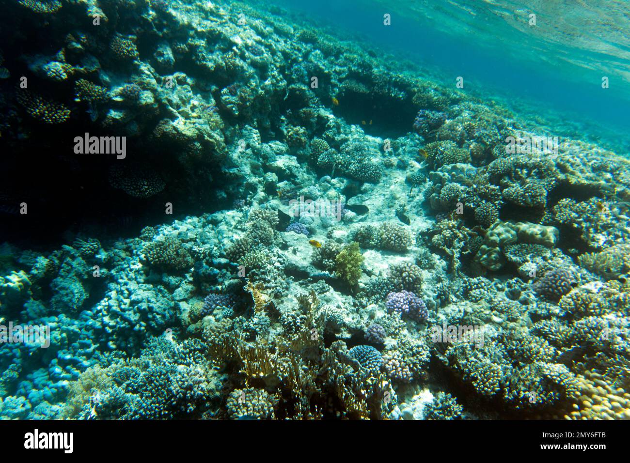 View of coral reef in Sharm El Sheik, Egypt Stock Photo - Alamy