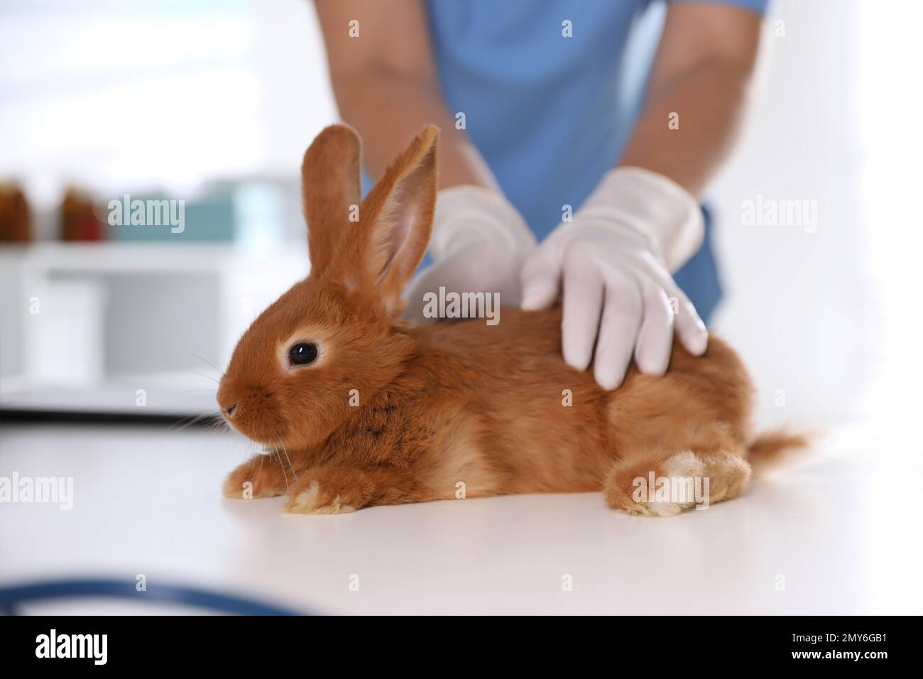 Vet examining bunny rabbit hi-res stock photography and images - Alamy