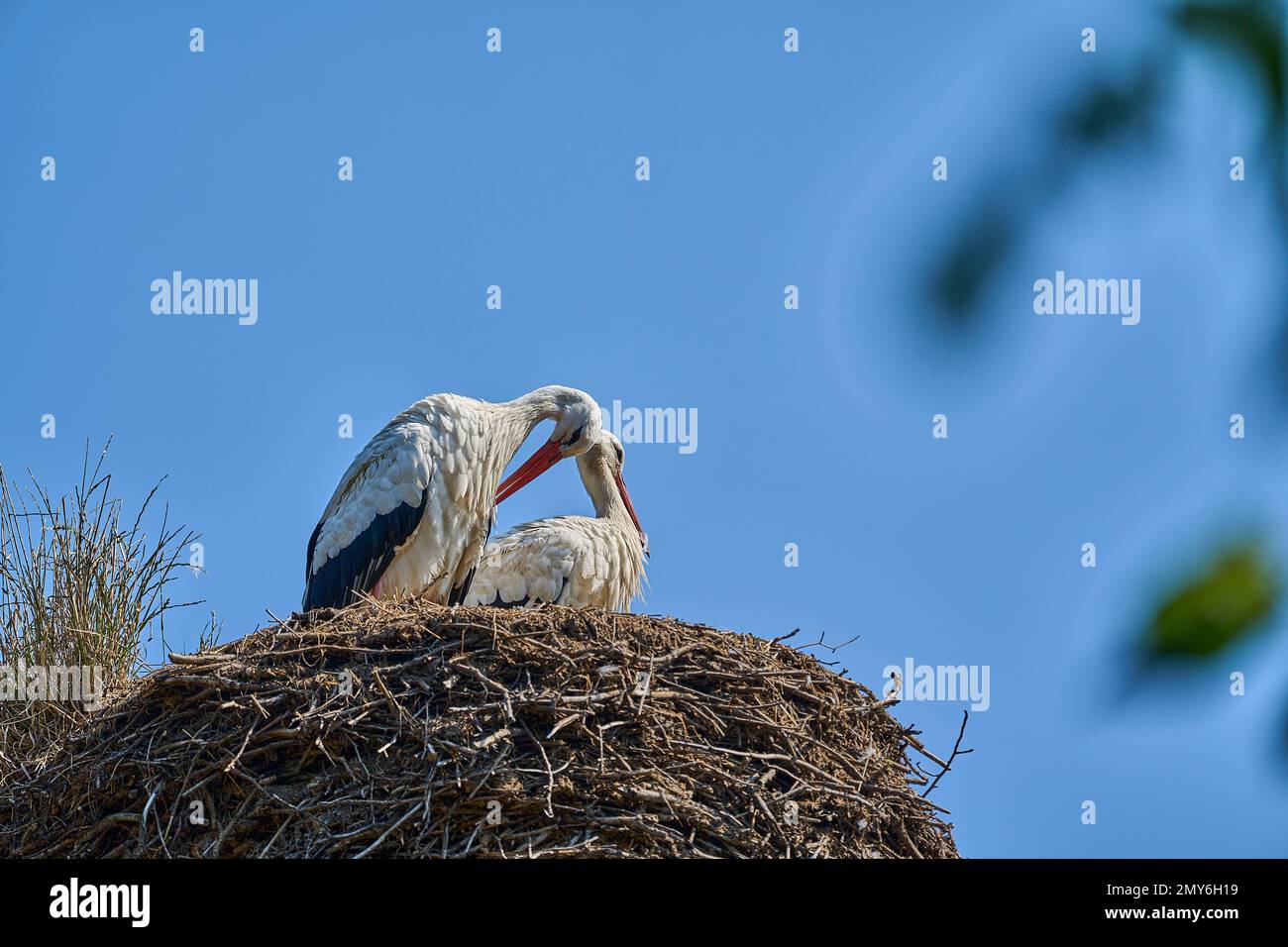 Hatching storks hi-res stock photography and images - Alamy