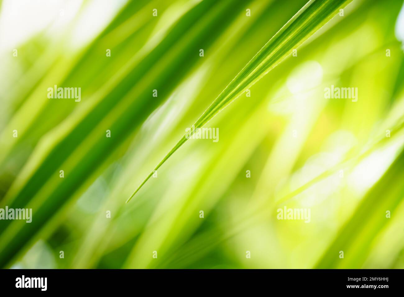 Abstract nature green blurred background nature leaf on greenery ...