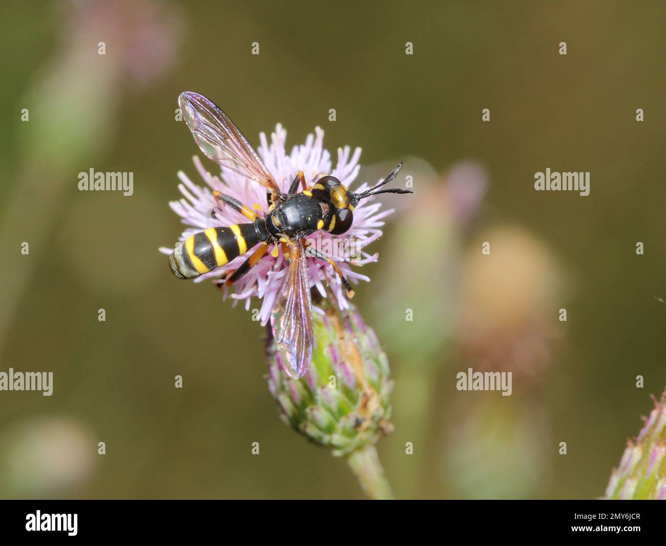 Conops hi-res stock photography and images - Alamy