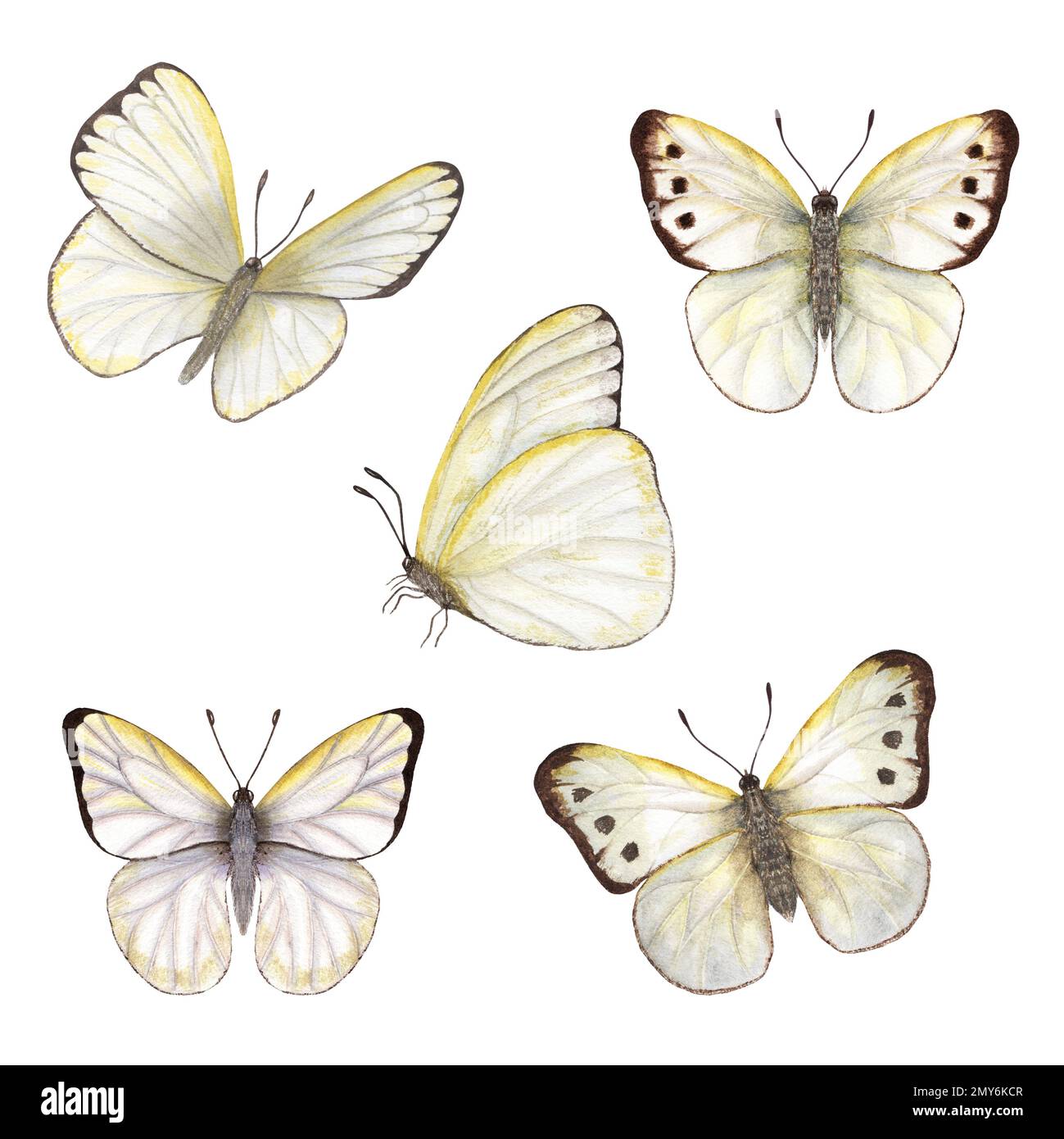 Set of watercolor cabbage butterflies isolated on white background ...