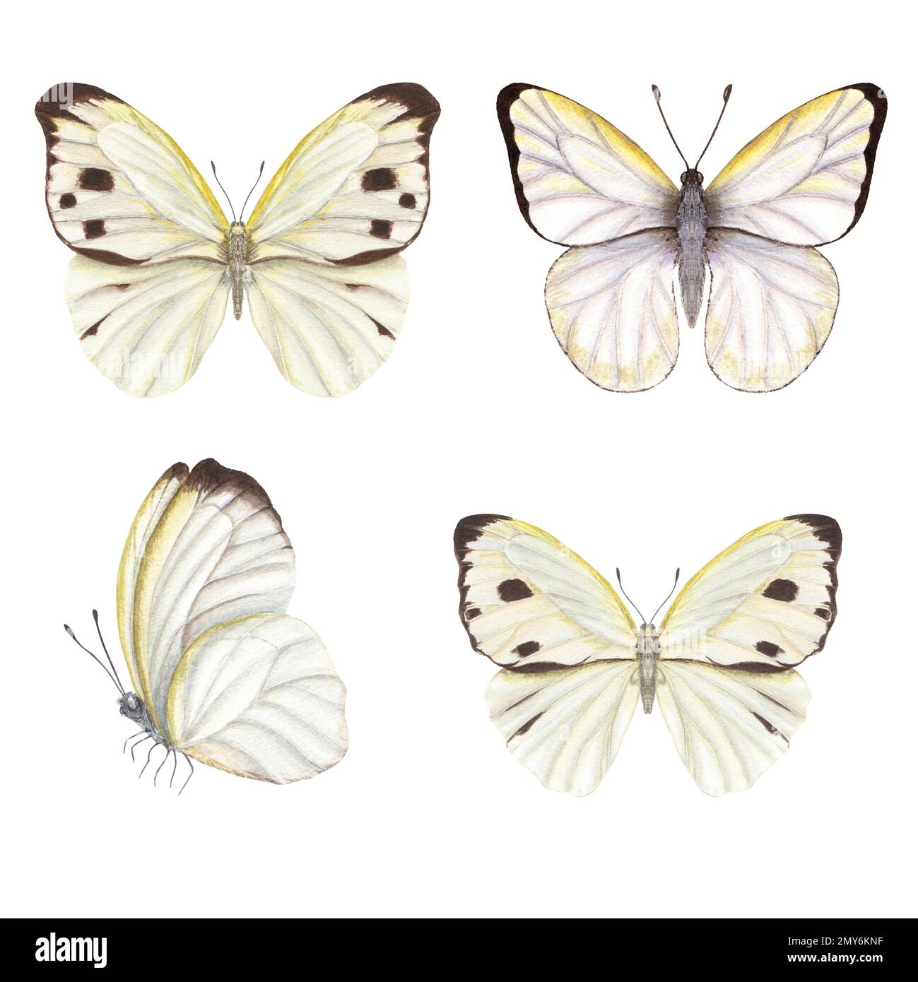Set of watercolor cabbage butterflies isolated on white background ...