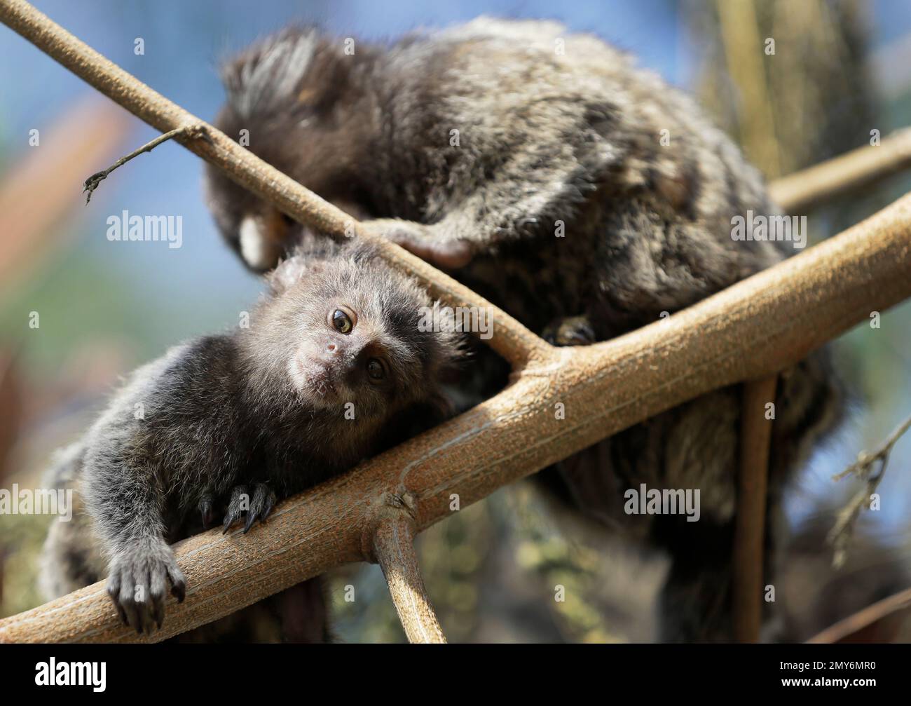 A young Common Marmoset is inspected by an older group member in a tree ...