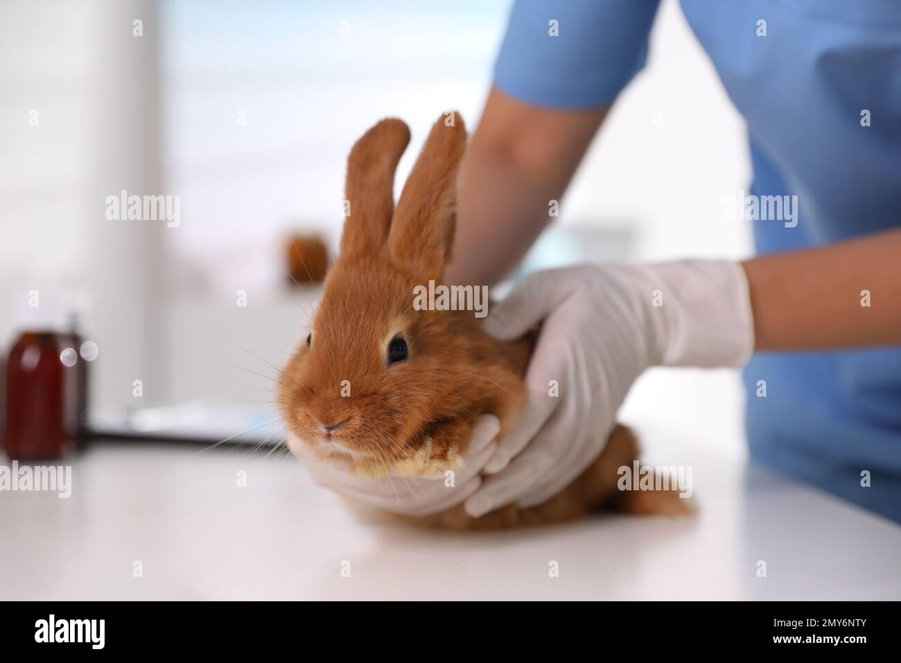 Professional veterinarian examining bunny in clinic, closeup Stock Photo - Alamy