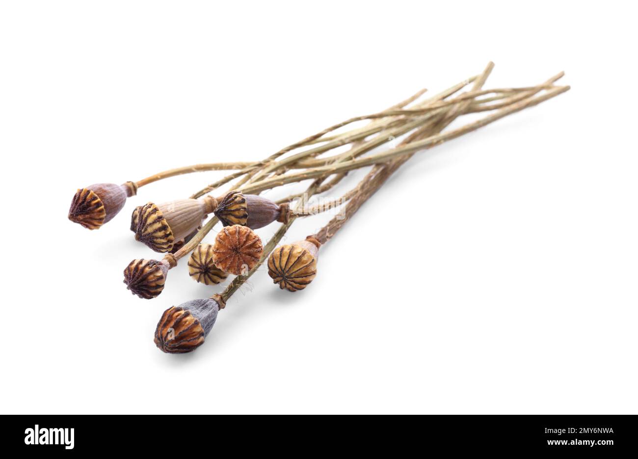 Dry poppyheads with seeds on white background Stock Photo - Alamy