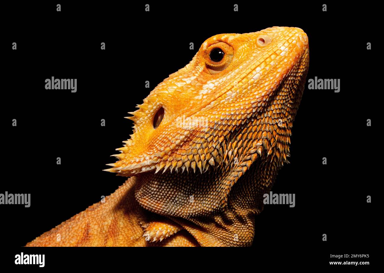 Dragon barbudo hi-res stock photography and images - Alamy
