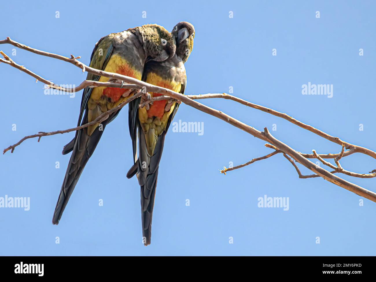 A close-up shot of a pair of Burrowing parrots sitting on a tree branch ...