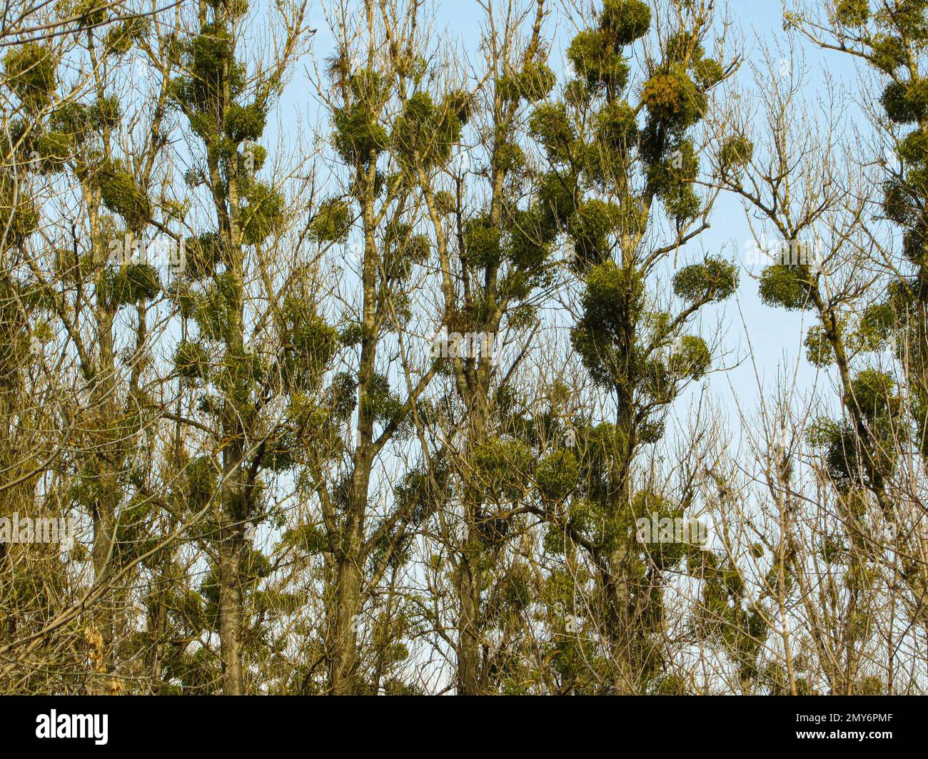 Viscum album or mistletoe is a hemiparasite on several species of trees ...