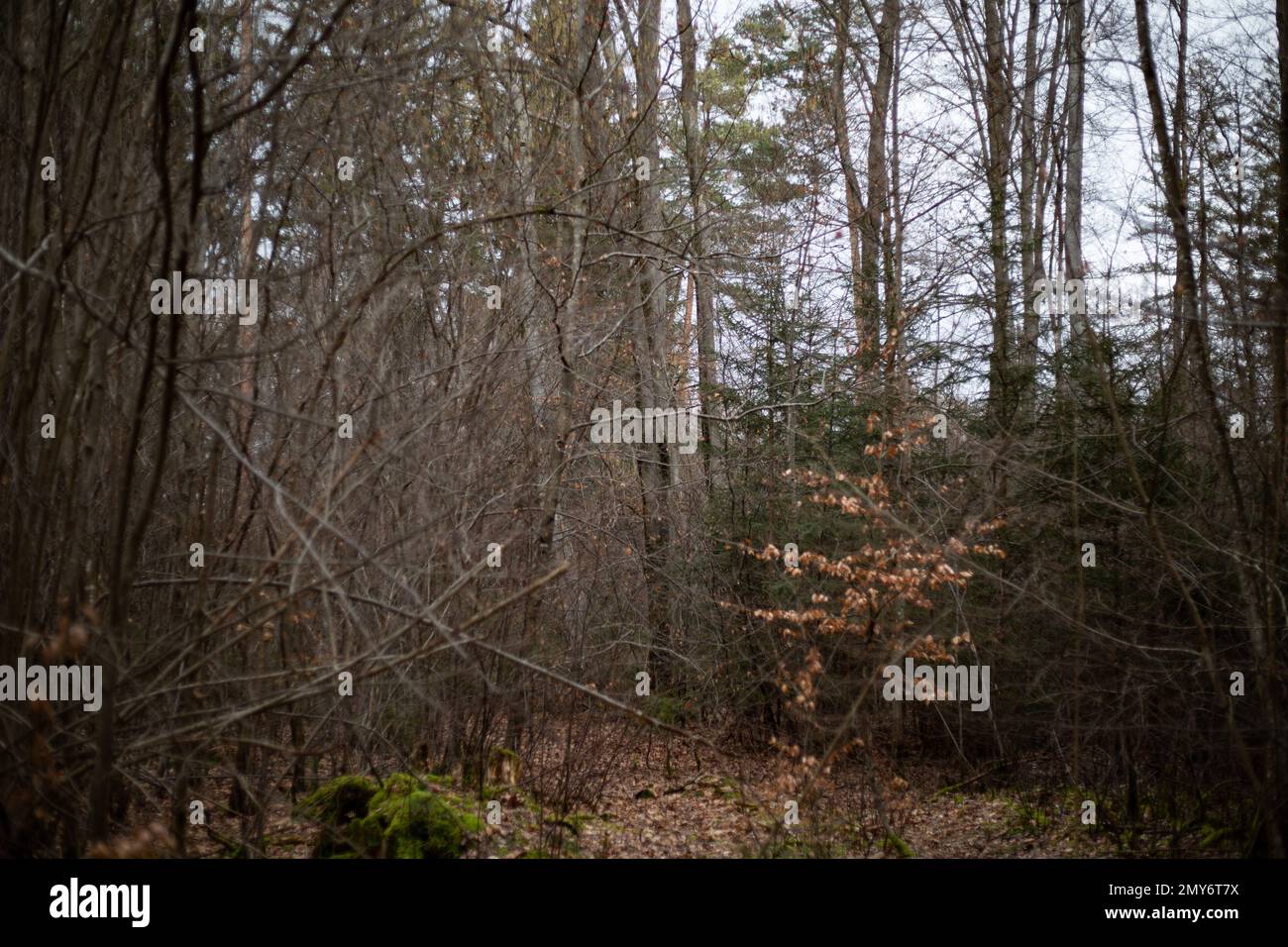 The Perlacher Forst / Gruenwalder Forst on February 4, 2023 near Munich ...