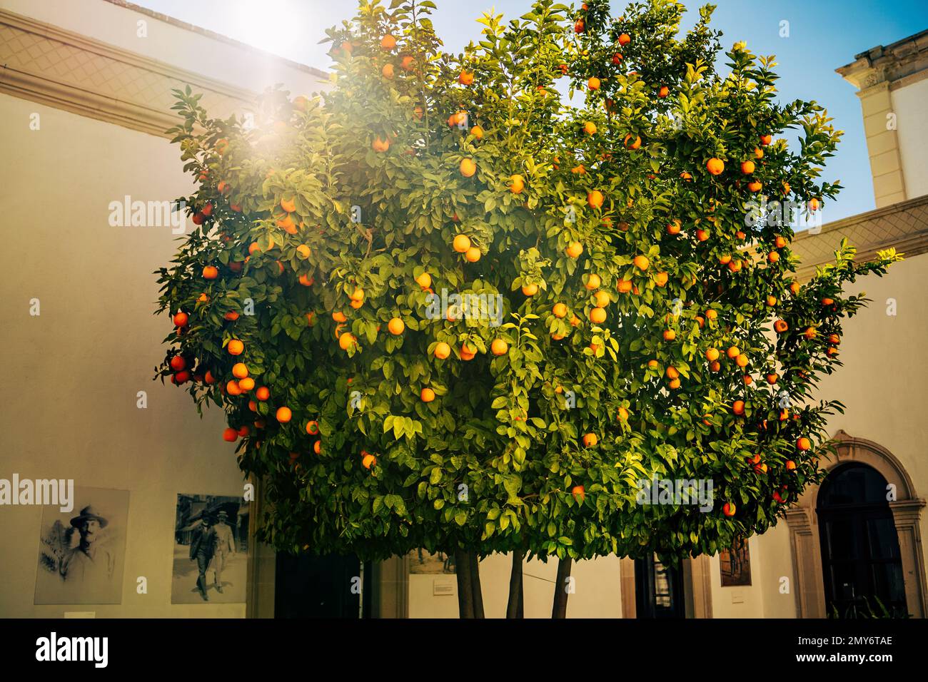 Mandarin tree on building hi-res stock photography and images - Alamy