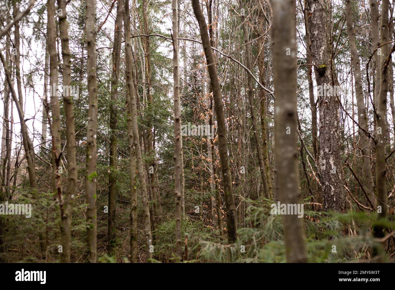 The Perlacher Forst / Gruenwalder Forst on February 4, 2023 near Munich ...