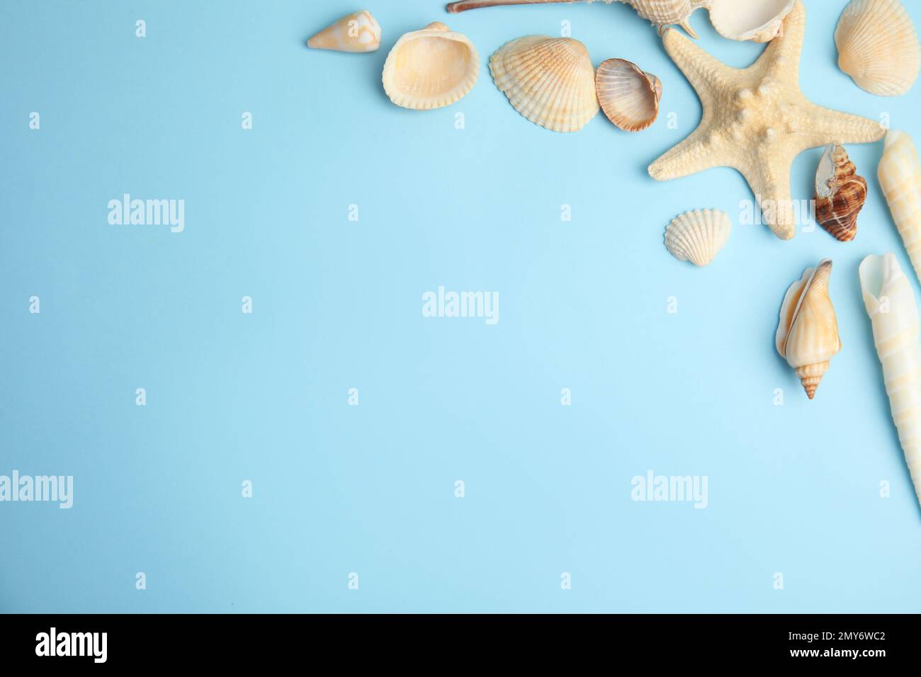 Different beautiful sea shells on light blue background, flat lay ...