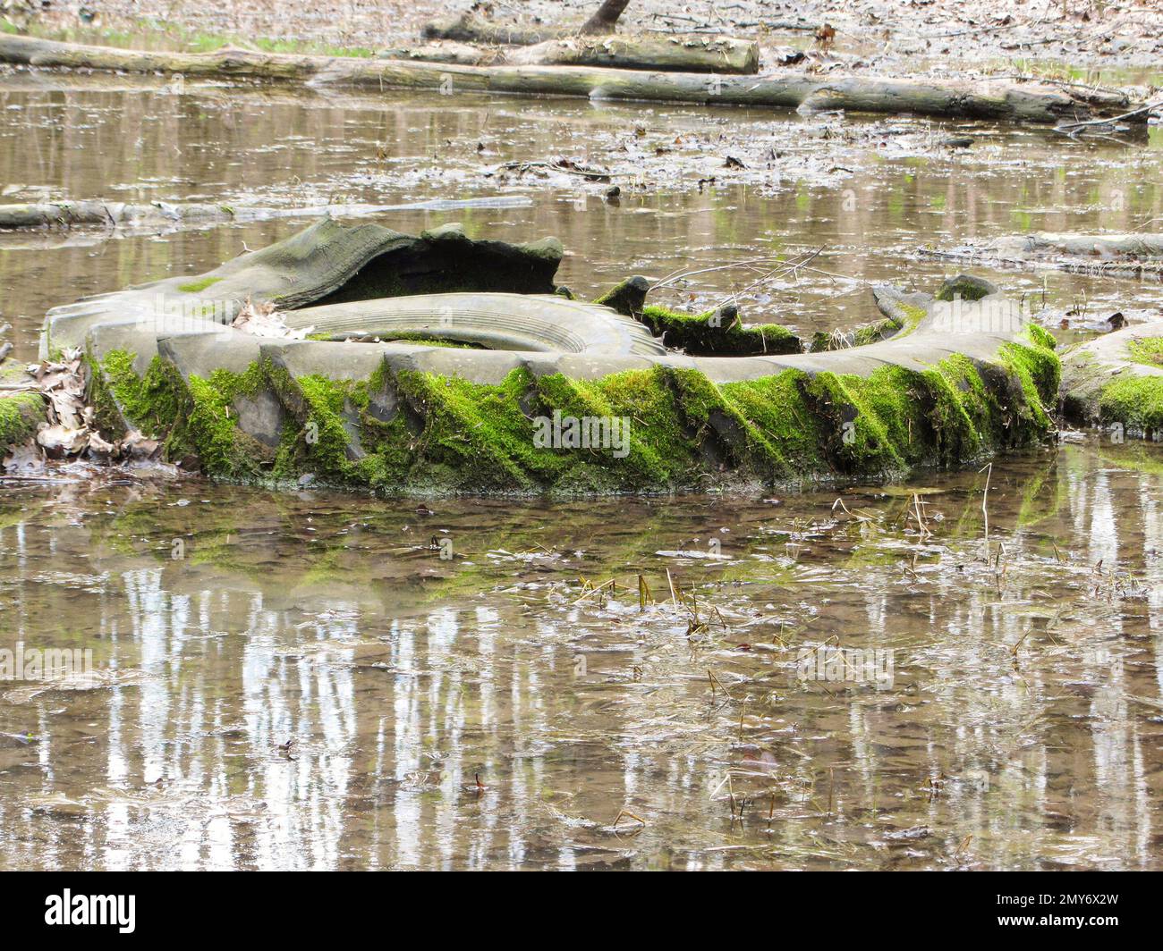 Trash in nature. Old truck tyre discarded in a forest covered in moss. Pollution and a bad ...