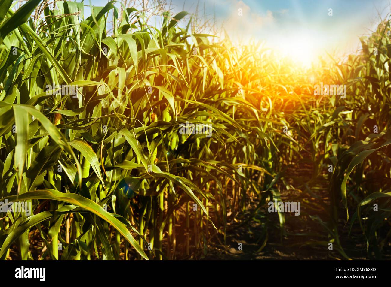 Corn field under beautiful sky at sunrise Stock Photo - Alamy