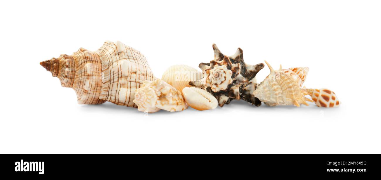 Beautiful exotic sea shells isolated on white Stock Photo - Alamy