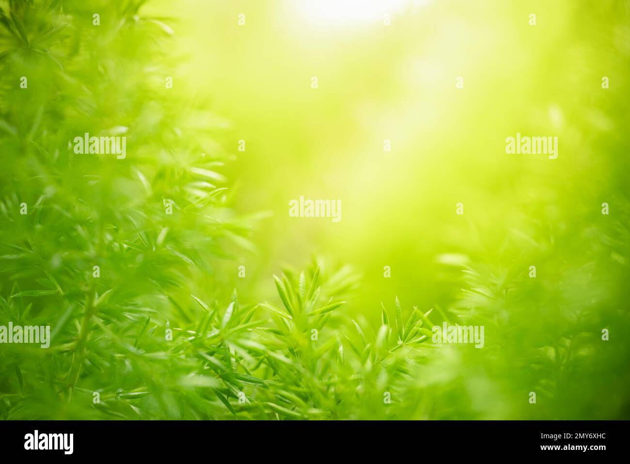 Closeup of beautiful nature view green leaf on blurred greenery ...