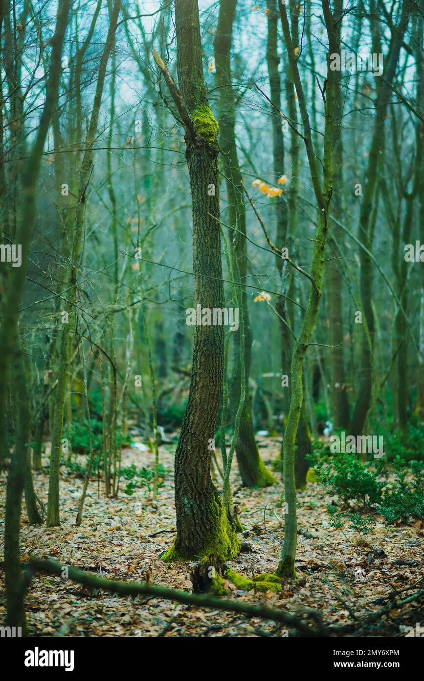 Selective focus on one tree with moss in the forest Stock Photo - Alamy
