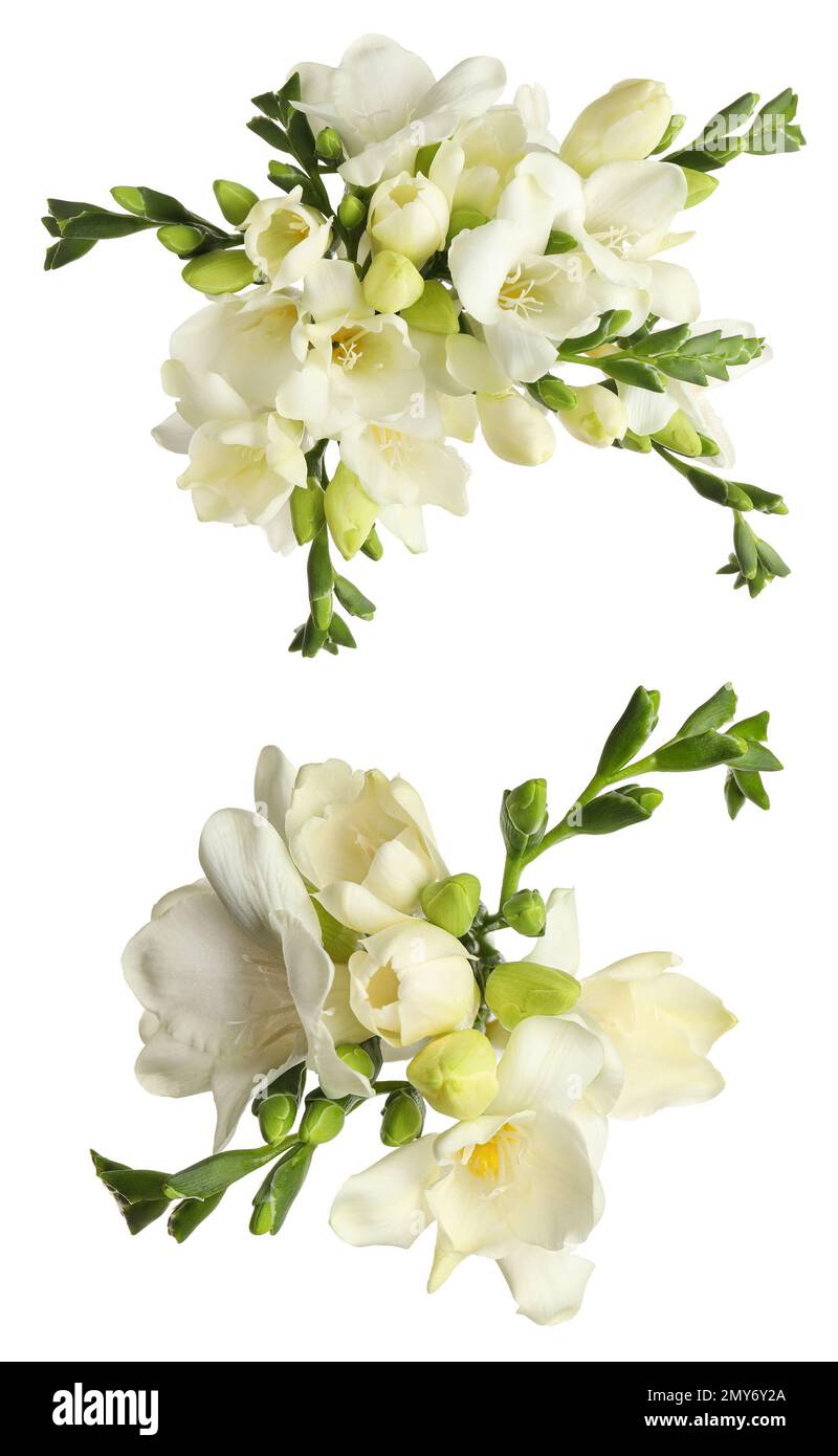 Beautiful fragrant freesia flowers on white background Stock Photo - Alamy