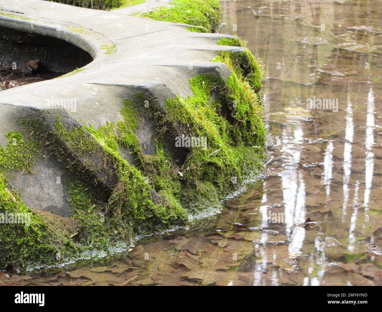 Trash in nature. Old truck tyre discarded in a forest covered in moss. Pollution and a bad ...