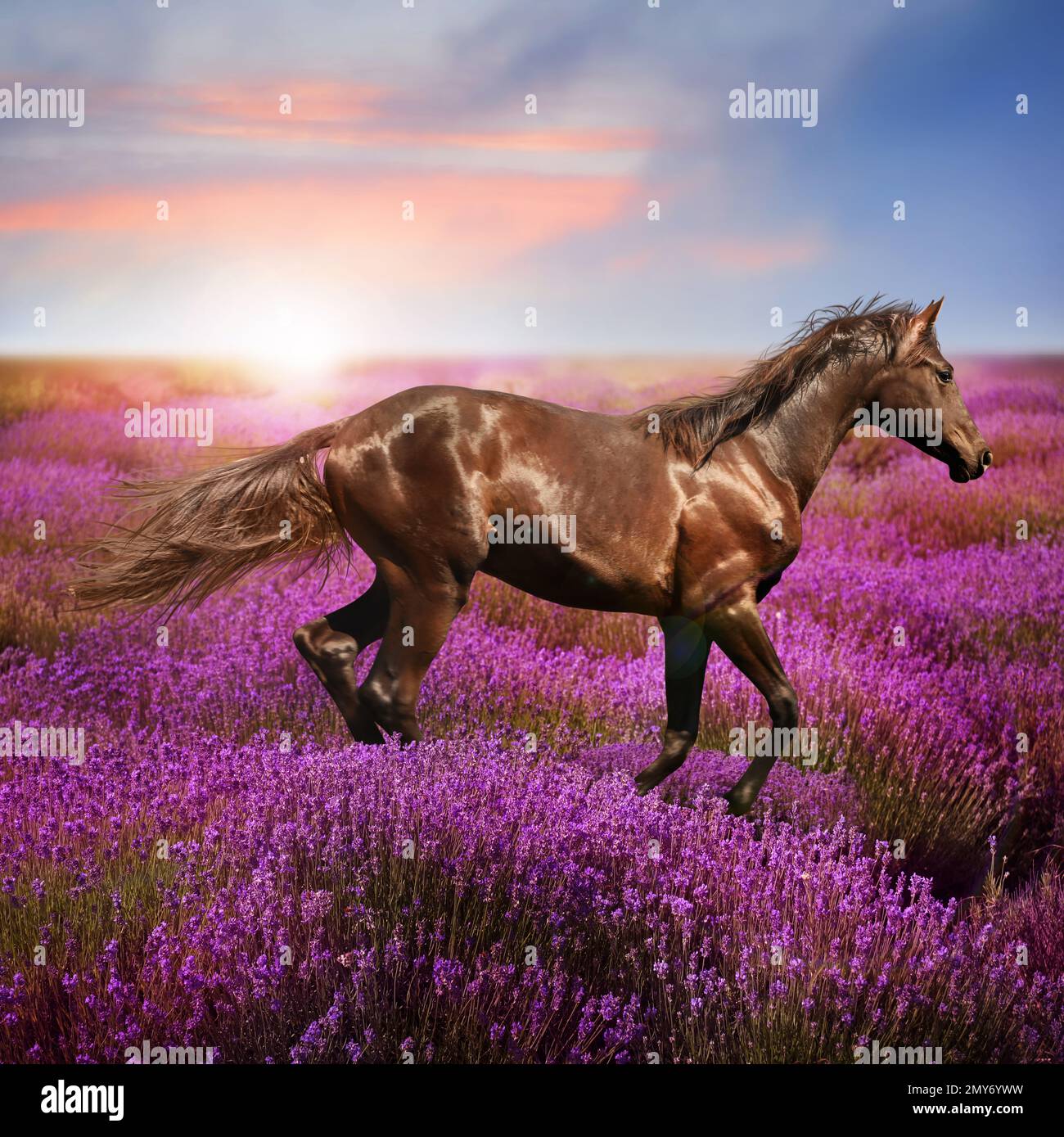 Beautiful horse running in lavender field at sunset Stock Photo - Alamy