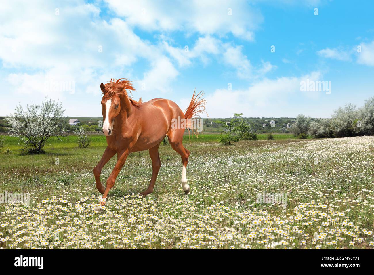 Beautiful chestnut horse hi-res stock photography and images - Alamy