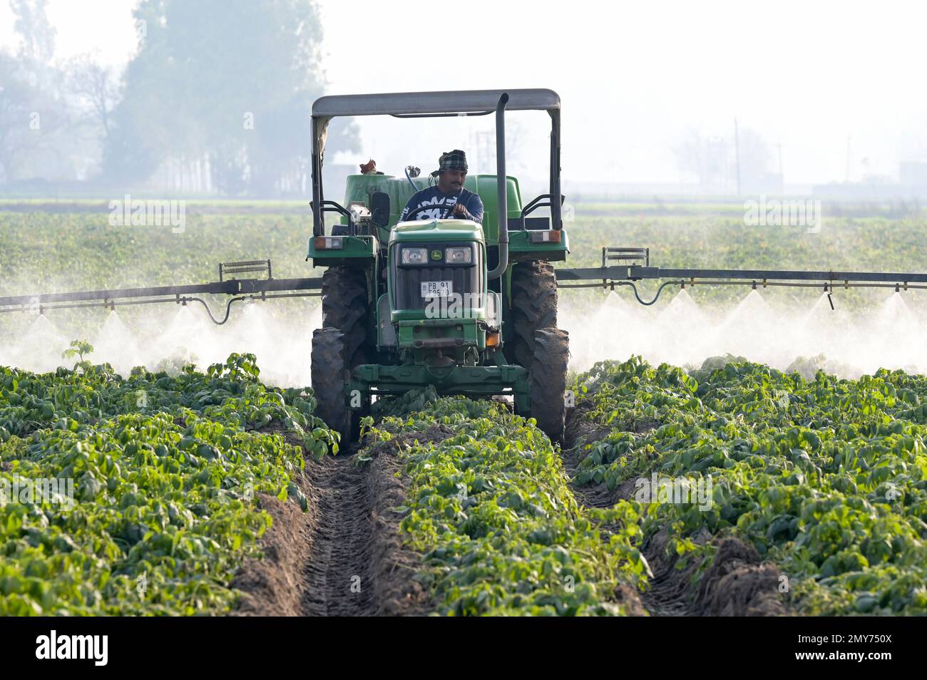 INDIA, Punjab, Ludhiana, spraying of pesticides in potato field with ...