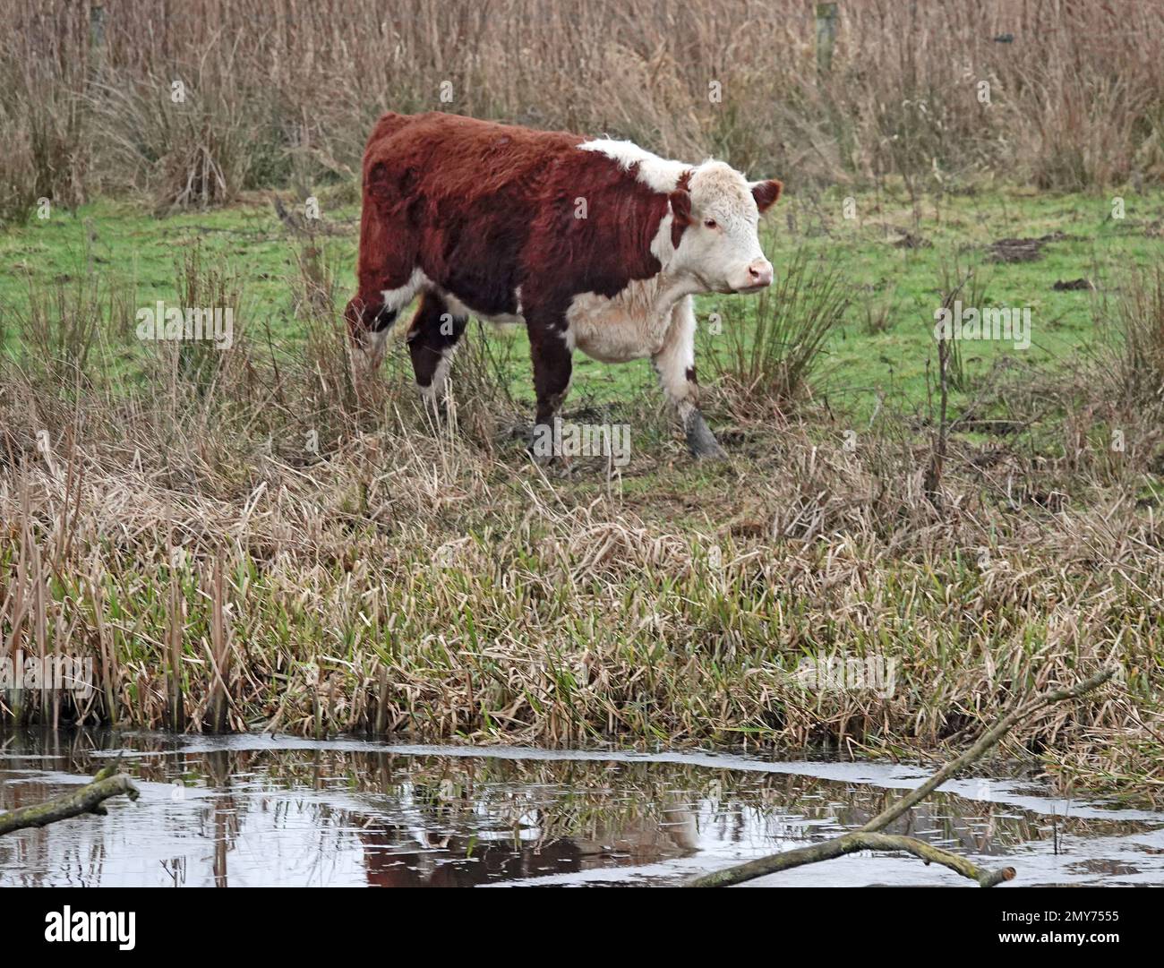 A red-white Hereford cow walks away from a river. She is on a ...