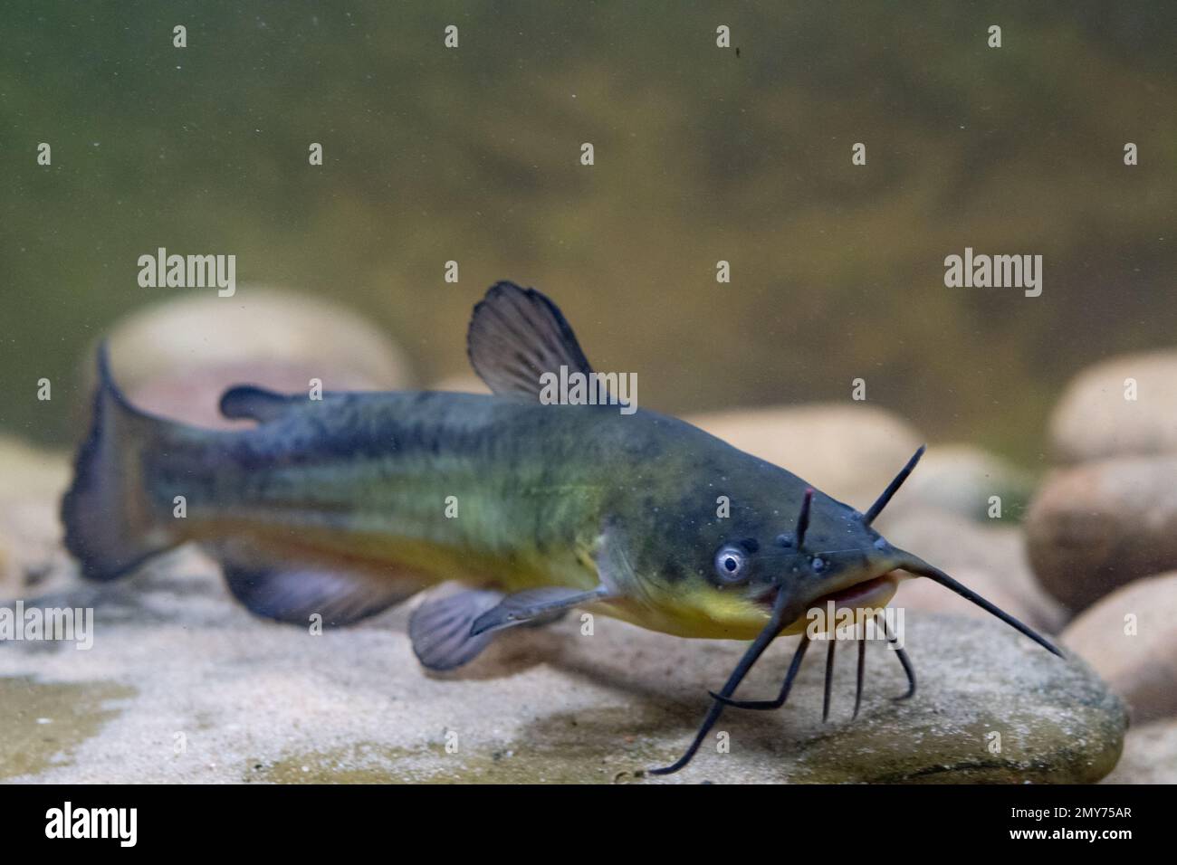 Black bullhead catfish caught in belgium Stock Photo - Alamy