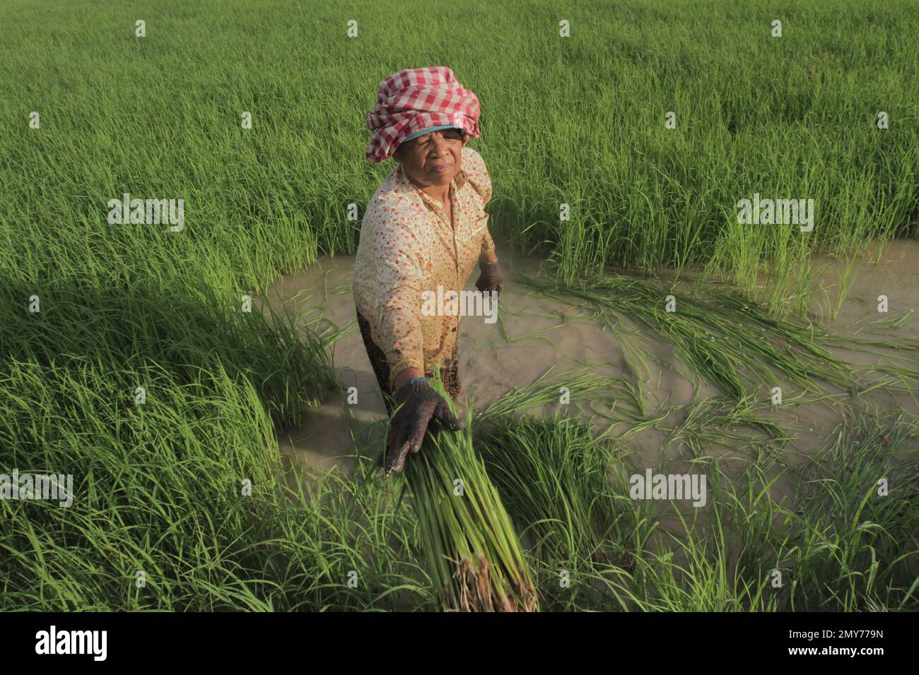 In this Monday, Aug. 1, 2016, file photo, Cambodian farmer works at a ...