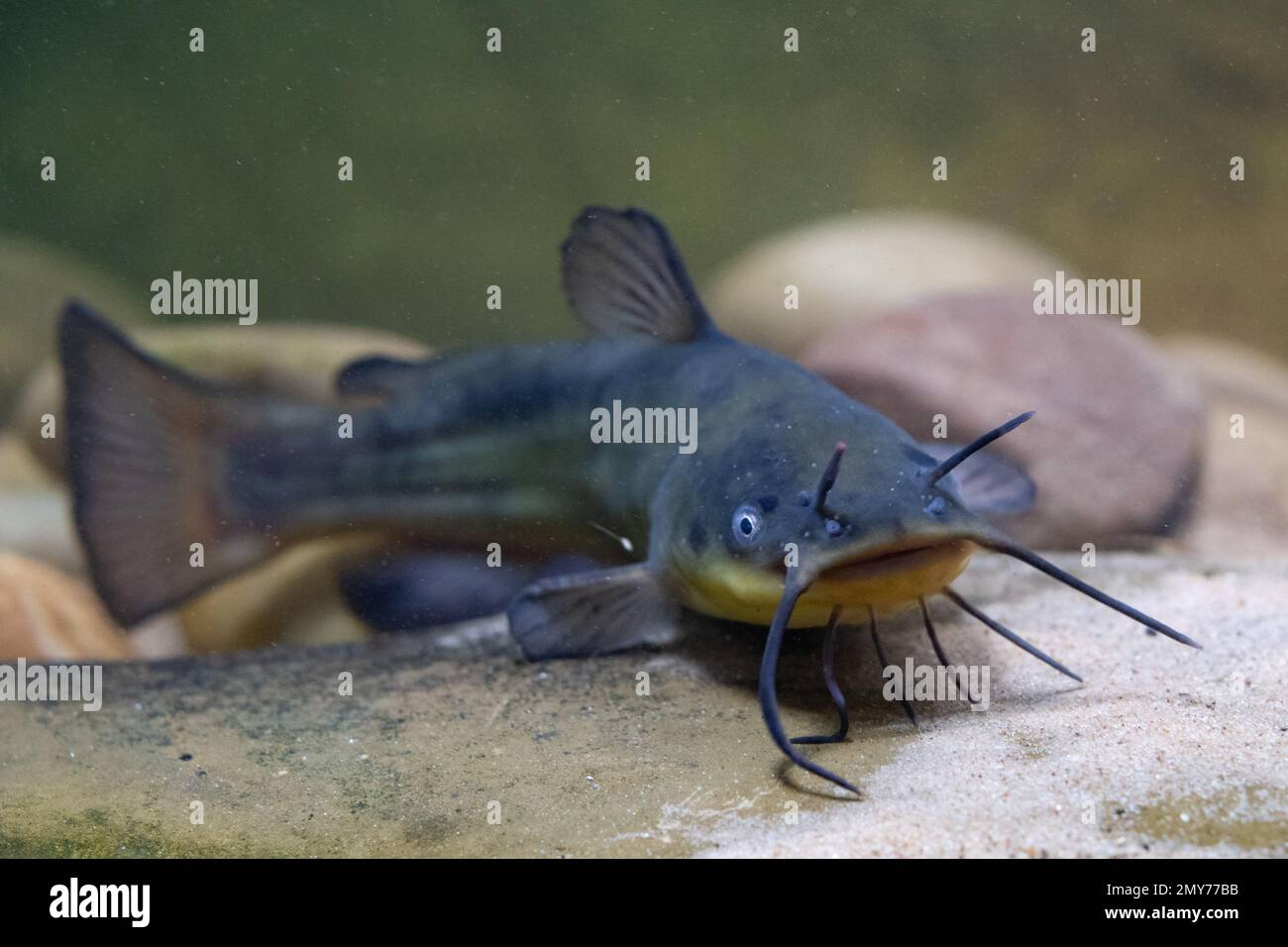 Black bullhead catfish caught in belgium Stock Photo - Alamy