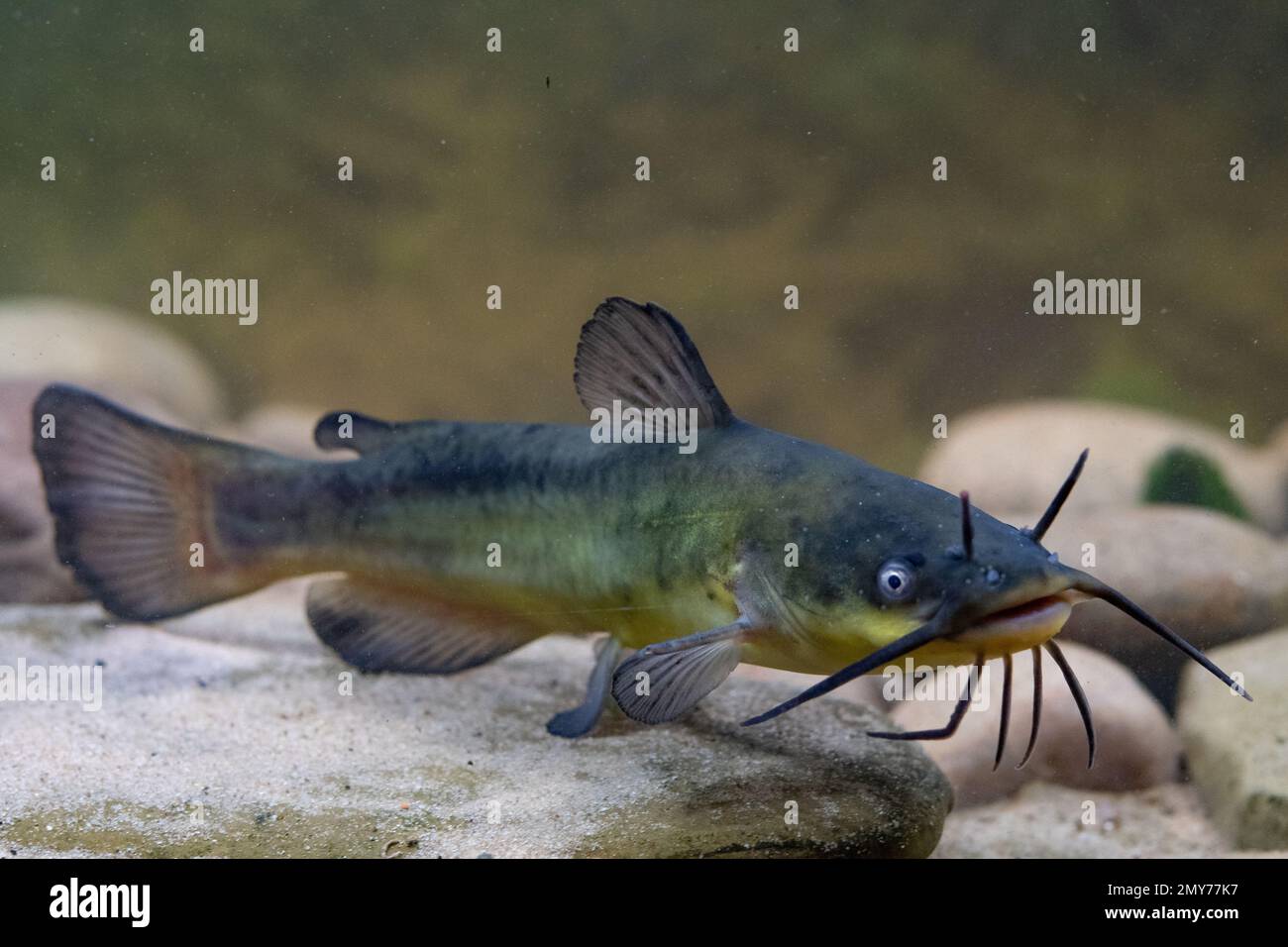 Black bullhead catfish caught in belgium Stock Photo - Alamy