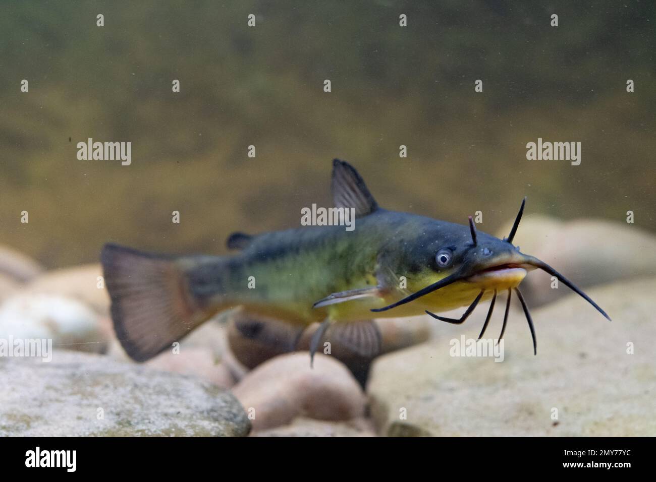Black bullhead catfish caught in belgium Stock Photo - Alamy