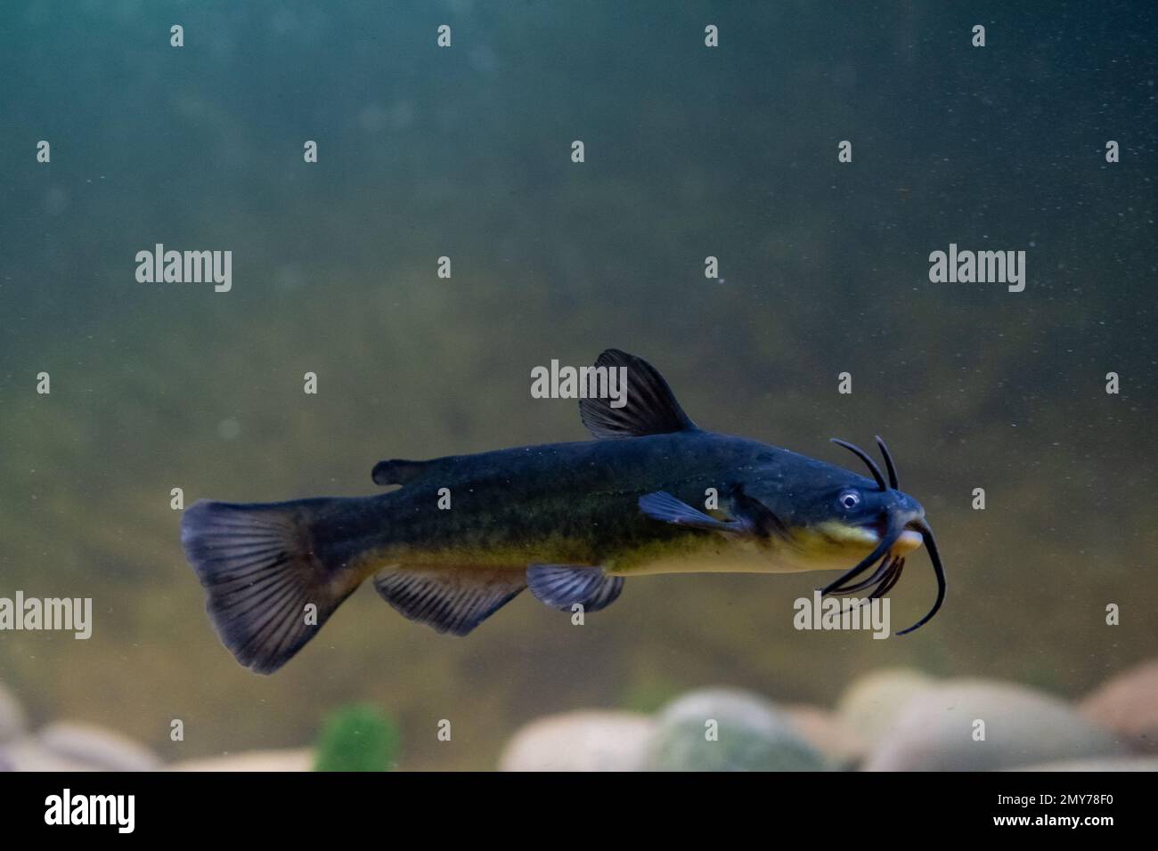 Black bullhead catfish caught in belgium Stock Photo - Alamy