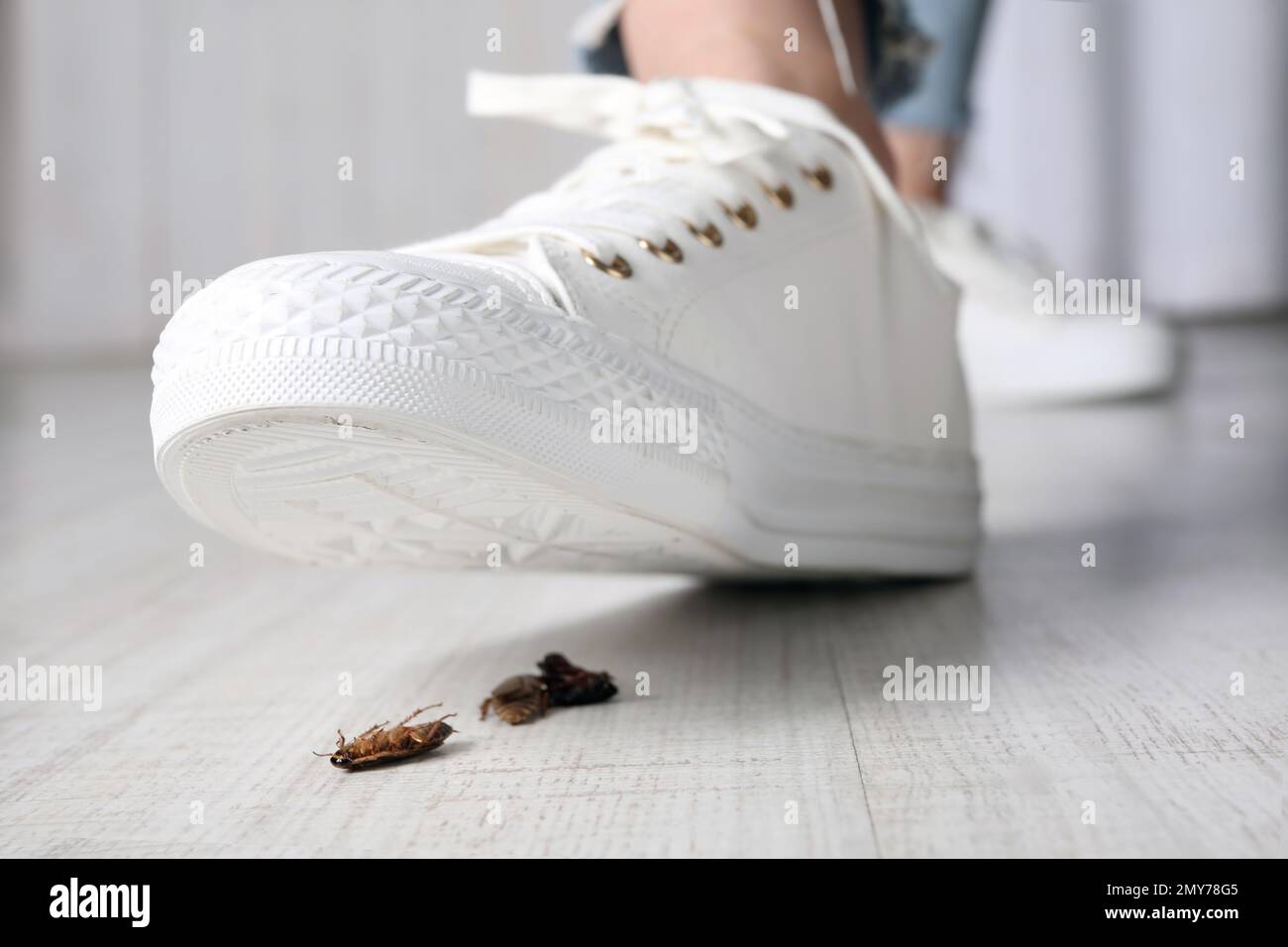 Woman crushing cockroaches with feet, closeup. Pest control Stock Photo ...