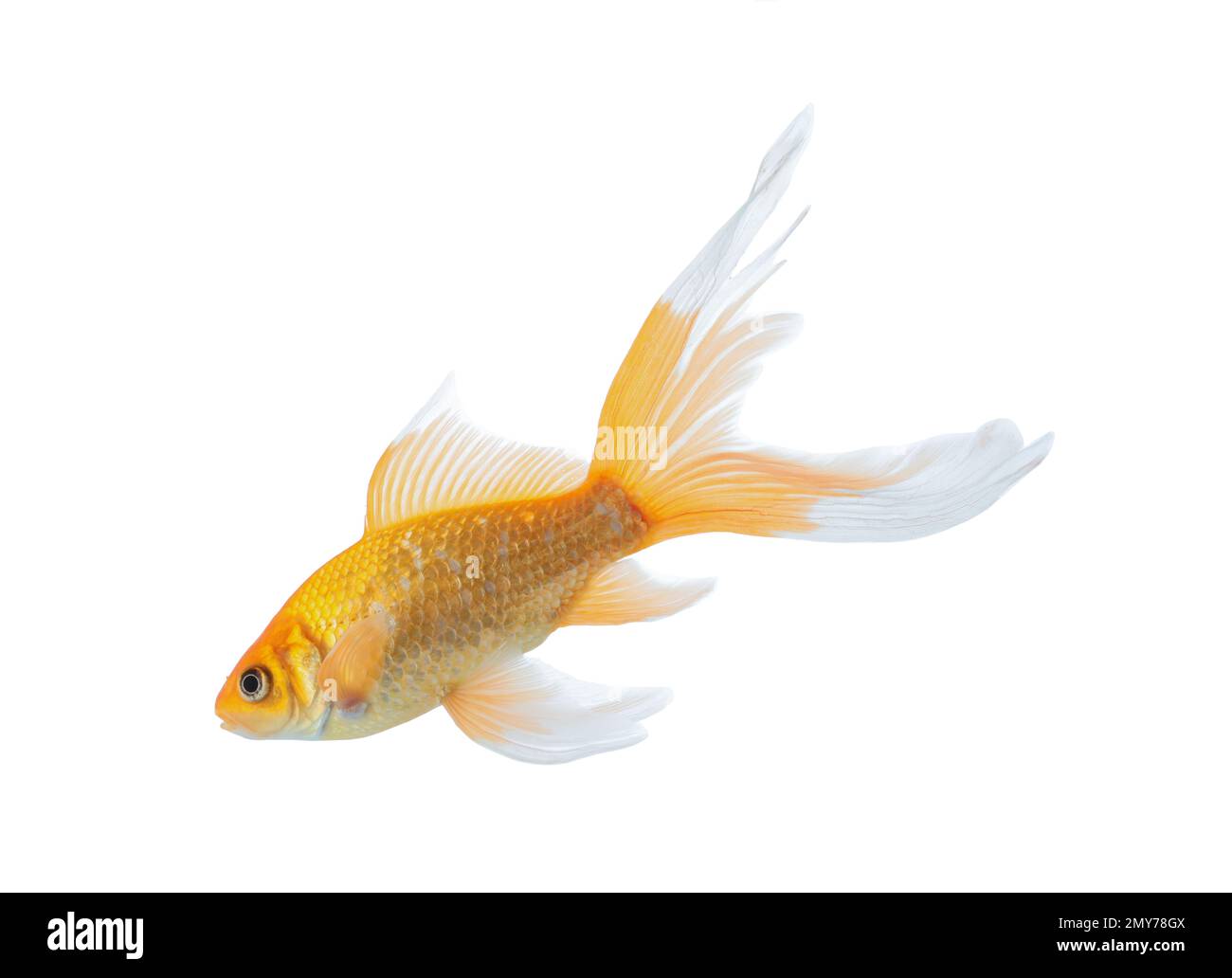 Beautiful bright small goldfish isolated on white Stock Photo - Alamy