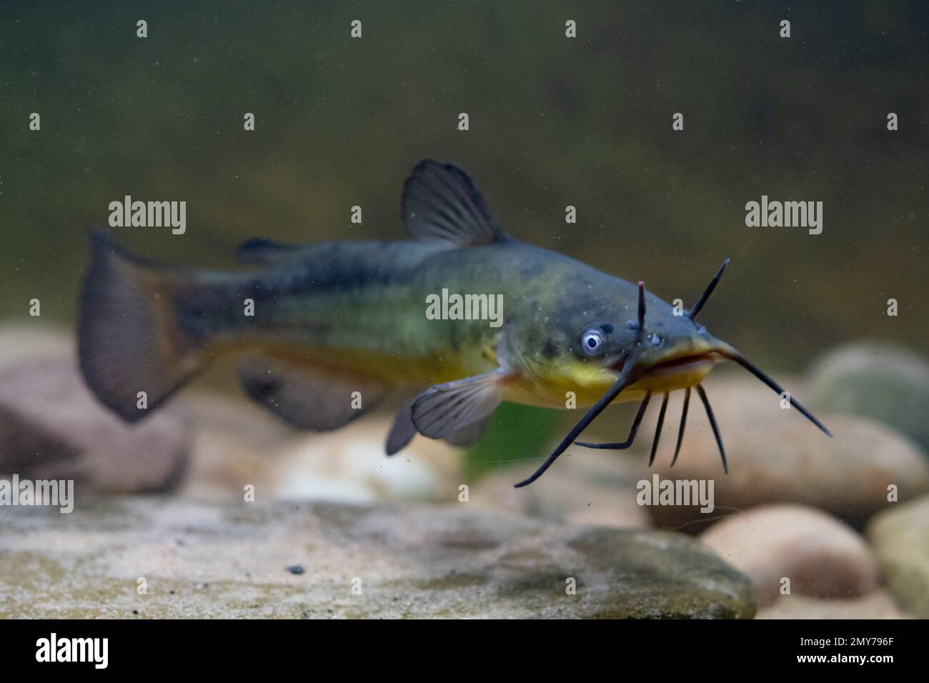 Black bullhead catfish ameiurus hi-res stock photography and images - Alamy
