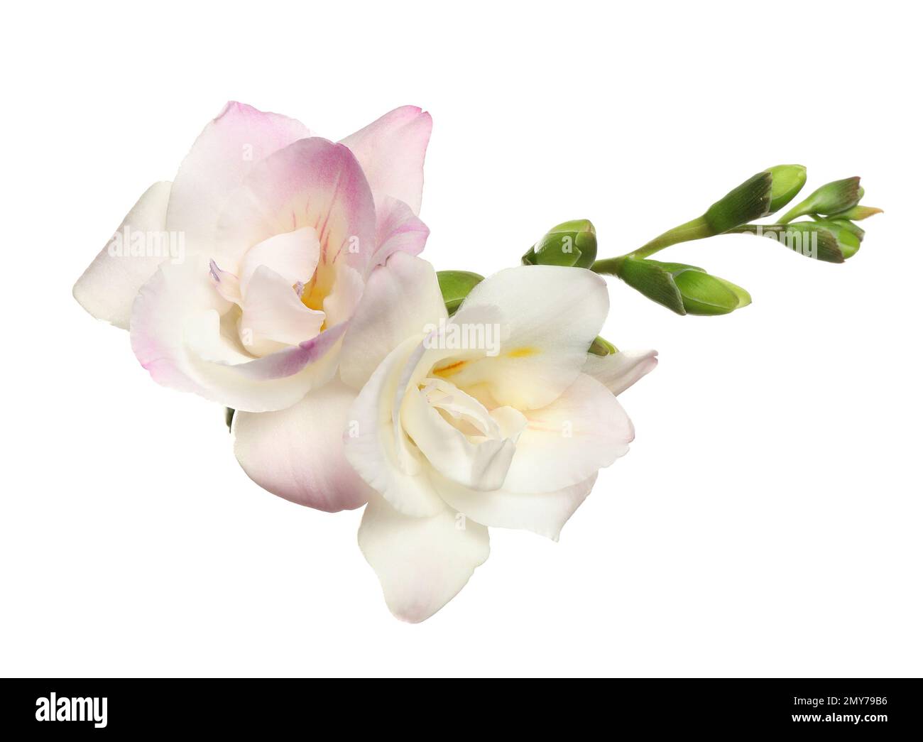 Beautiful bright freesia flowers on white background Stock Photo - Alamy