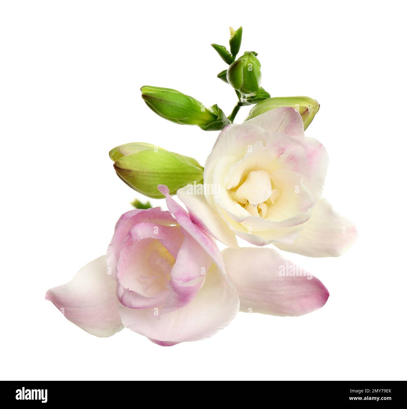 Beautiful bright freesia flowers on white background Stock Photo - Alamy