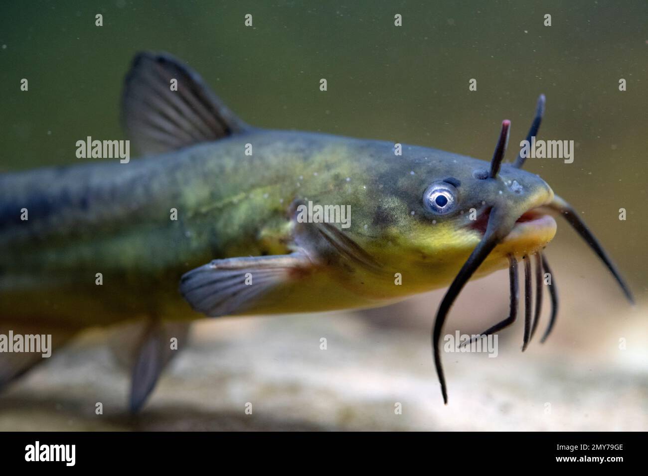 Black bullhead catfish ameiurus hi-res stock photography and images - Alamy
