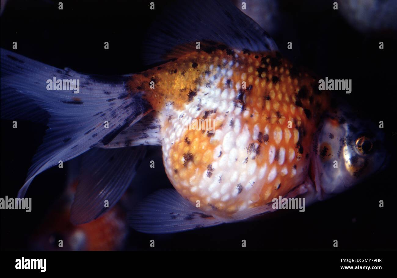 Pearl scale calico goldfish (Carassius auratus Stock Photo - Alamy