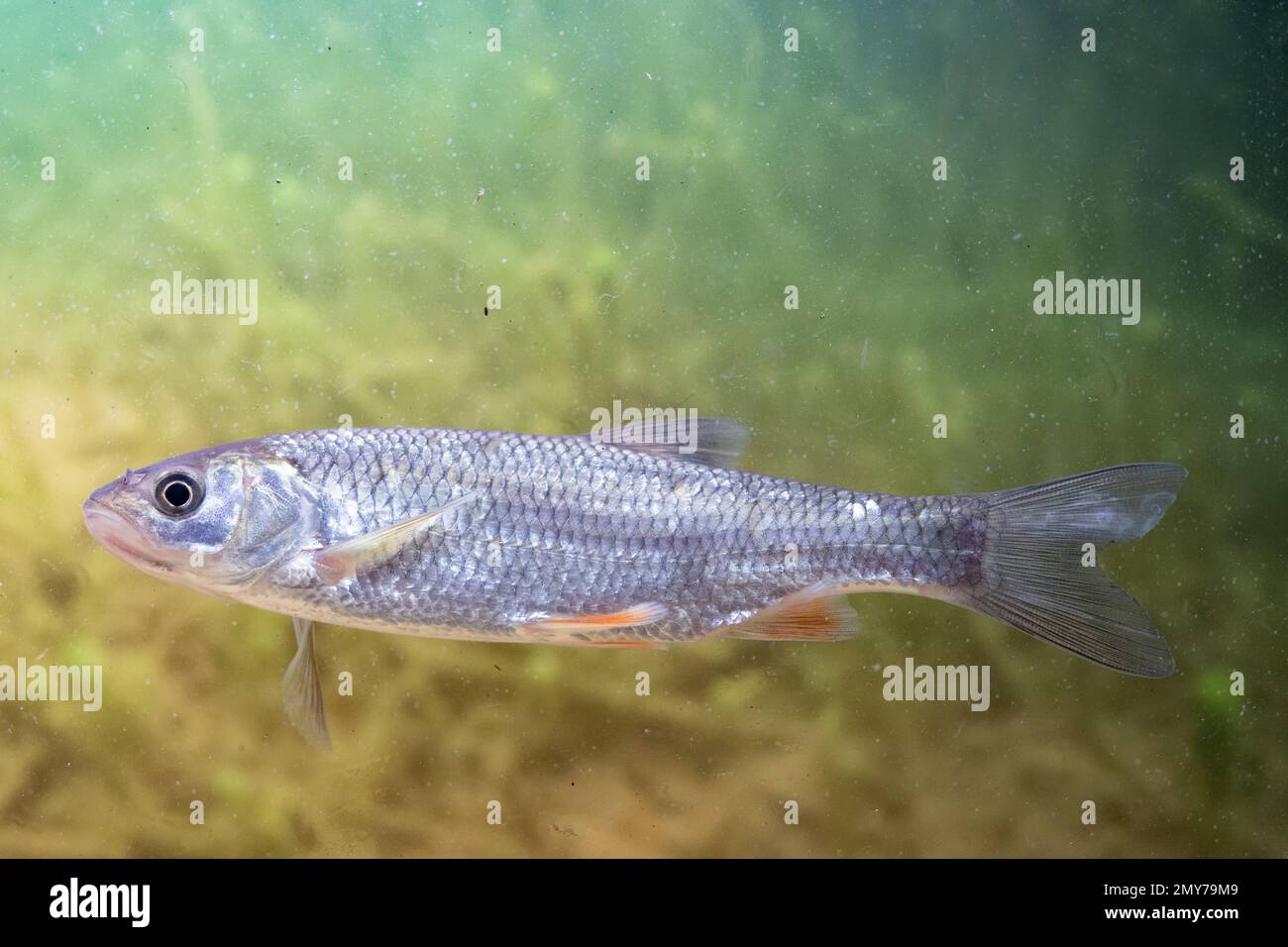 chub swimming in the water Stock Photo - Alamy