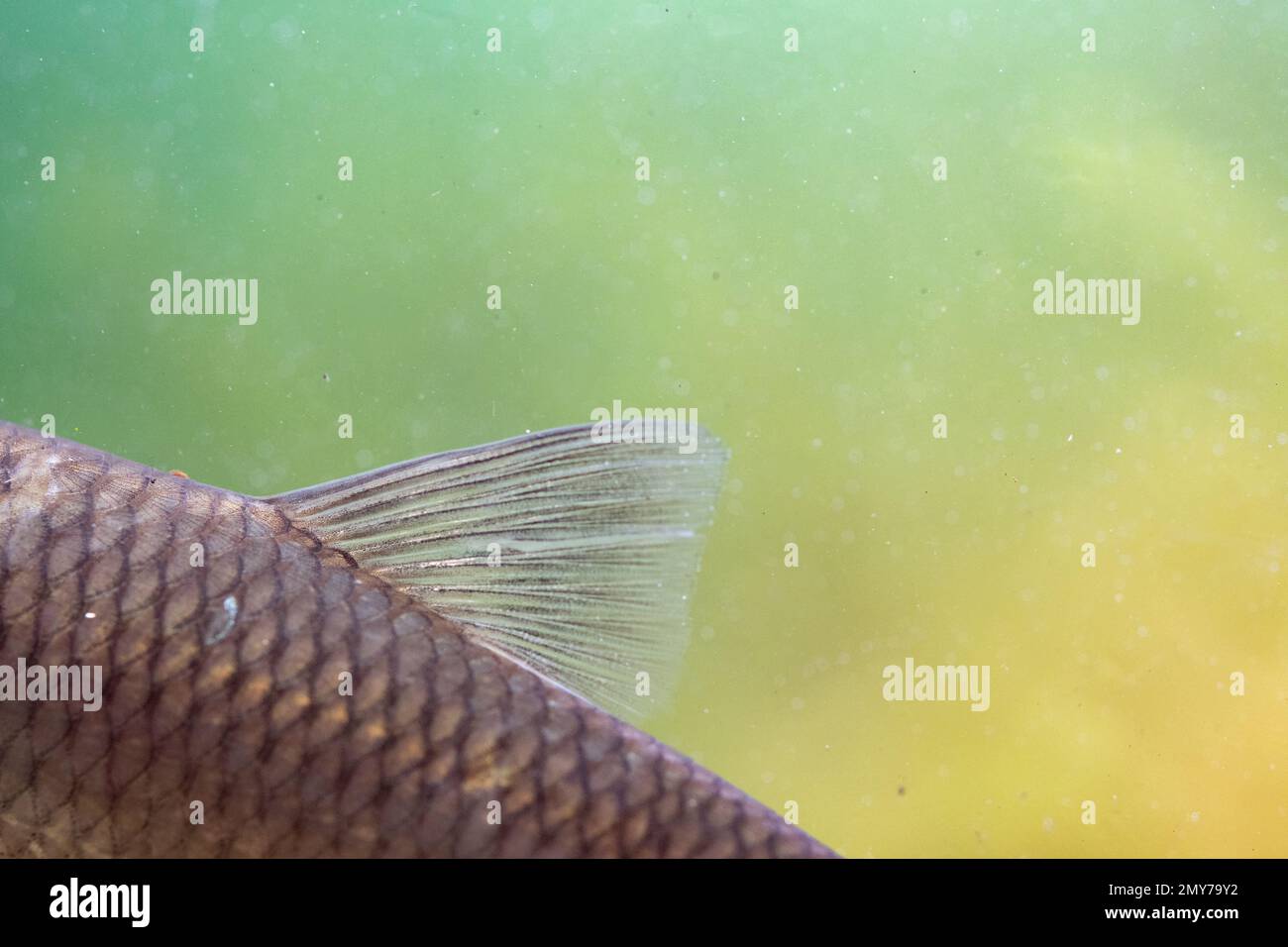 chub swimming in the water Stock Photo - Alamy