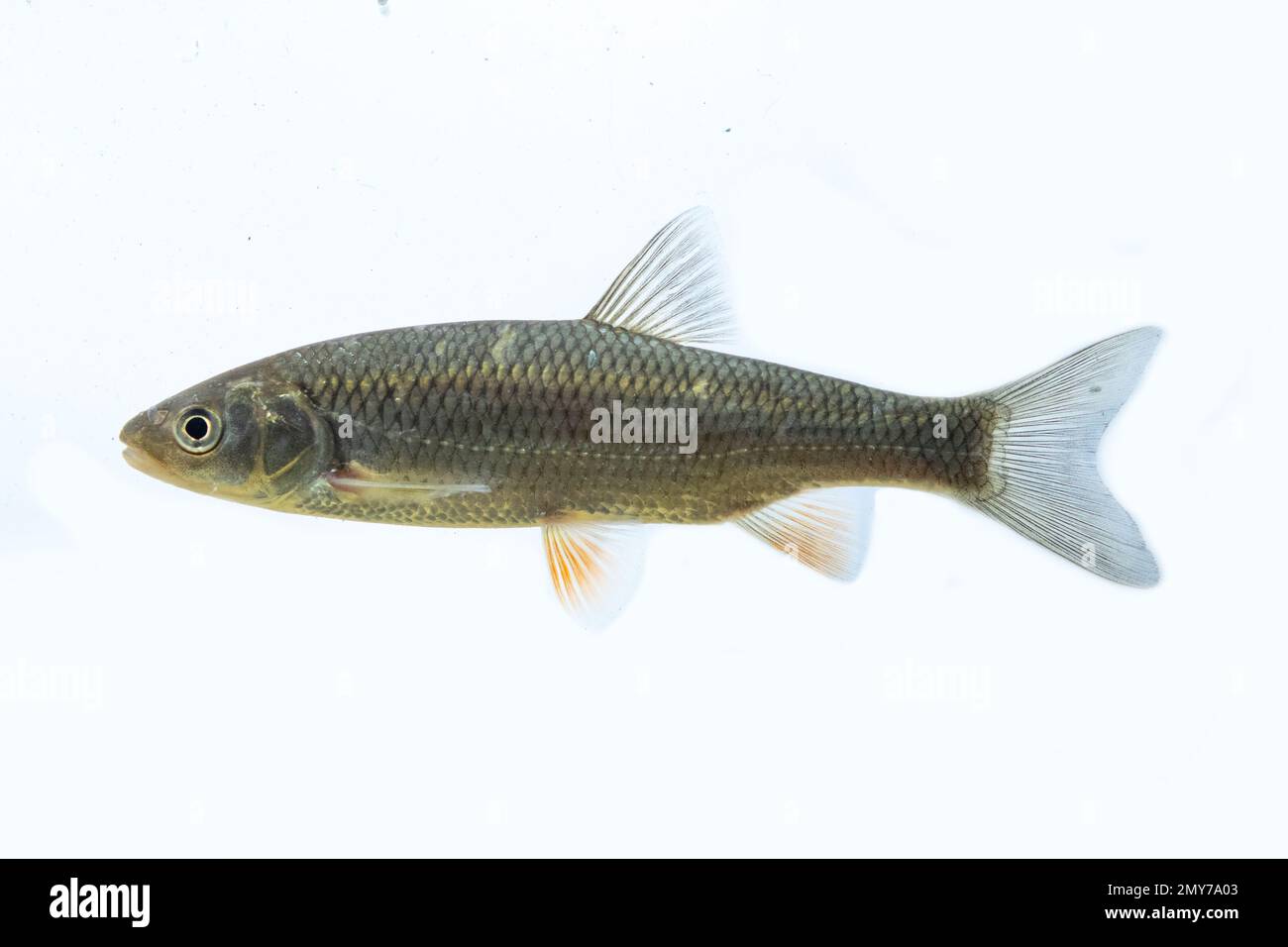 chub swimming in the water Stock Photo - Alamy